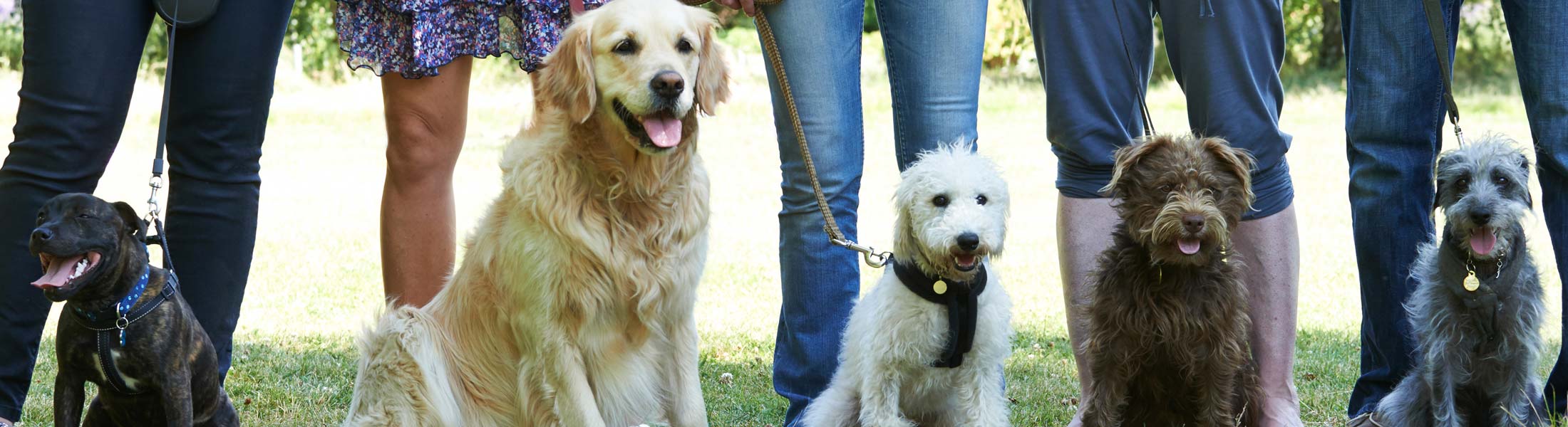 dogs-inline - Logan All Breeds Dog Obedience Club